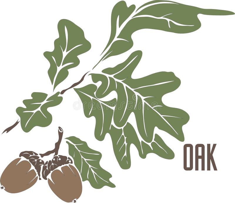 Common Oak in Color Drawing Vector Illustration Stock Vector ...
