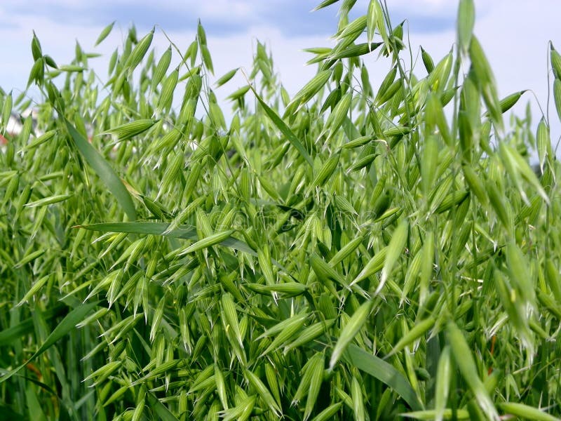 Common Oat stock photo. Image of crop, grain, corn, baking - 20675546