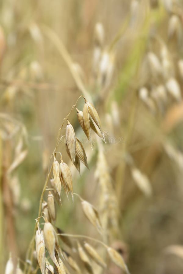 Common oat stock image. Image of common, avena, garden - 280758417
