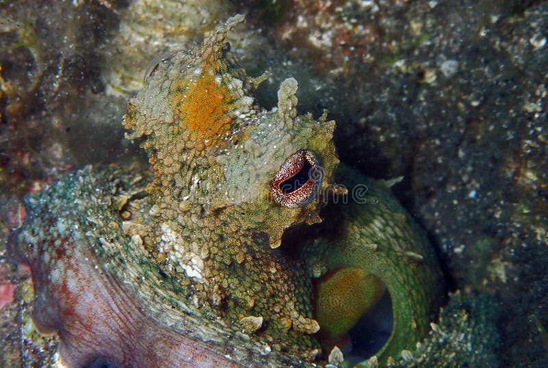 Octopus in Adriatic Sea, Croatia Stock Image - Image of wildlife ...