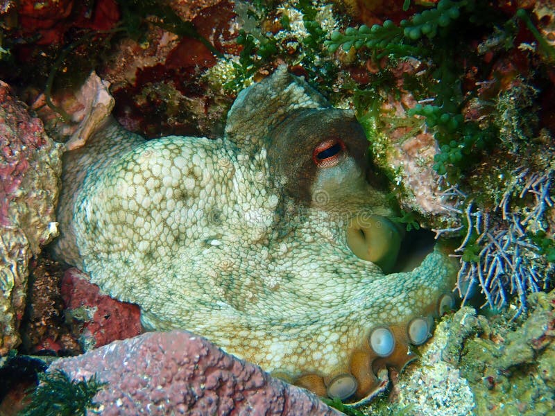 Octopus in Adriatic Sea, Croatia Stock Image - Image of croatia, water ...