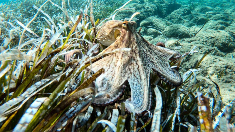 Common Octopus Camouflaging on Algae Underwater Stock Image - Image of ...