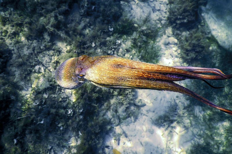 Common Octopus Flight (Octopus Vulgaris Stock Image - Image of life ...
