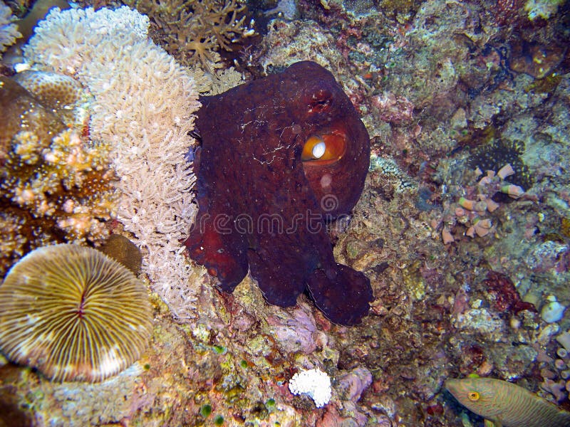 Common Octopus in the Filipino Sea 27.11.2011 Stock Image - Image of ...