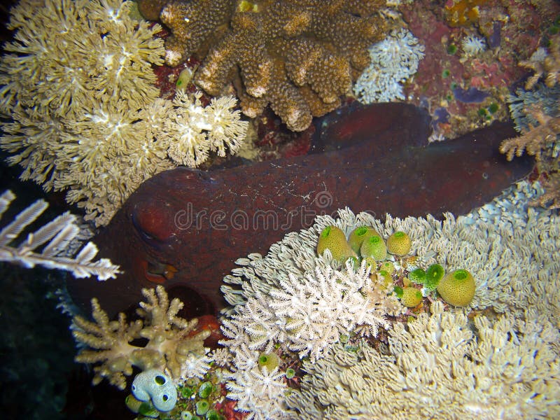 Common Octopus in the Filipino Sea 27.11.2011 Stock Image - Image of ...