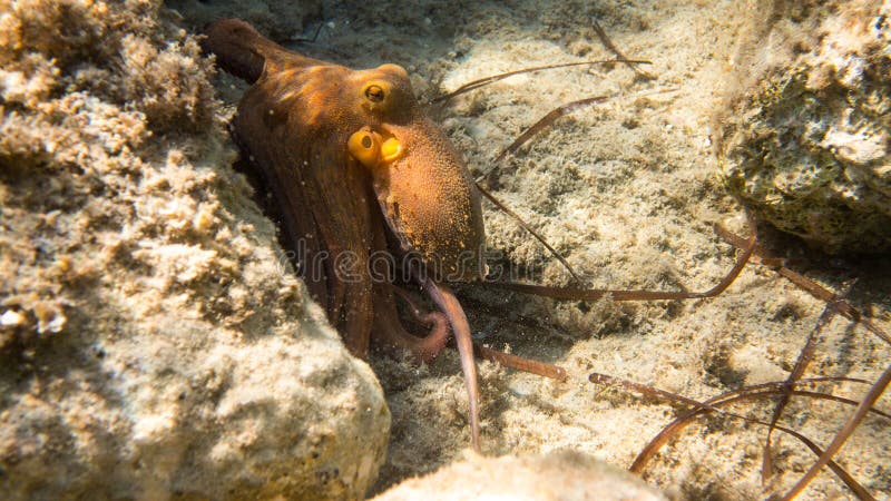 Common Octopus, Mediterranean Sea Stock Image - Image of greece, beach ...