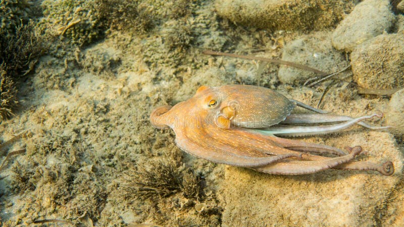 Common Octopus, Mediterranean Sea Stock Photo - Image of scuba, beach ...