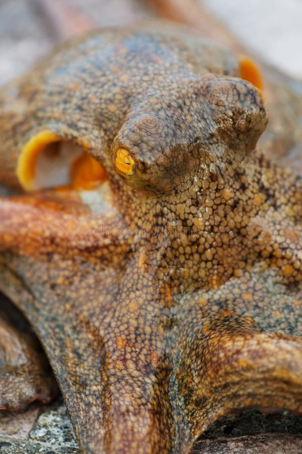 Common Octopus-Octopus Vulgaris Stock Image - Image of octopus, mollusc ...