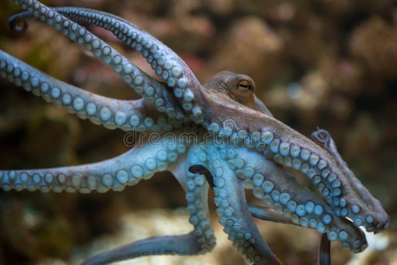 Common Octopus (Octopus Vulgaris). Stock Image - Image of underwater ...