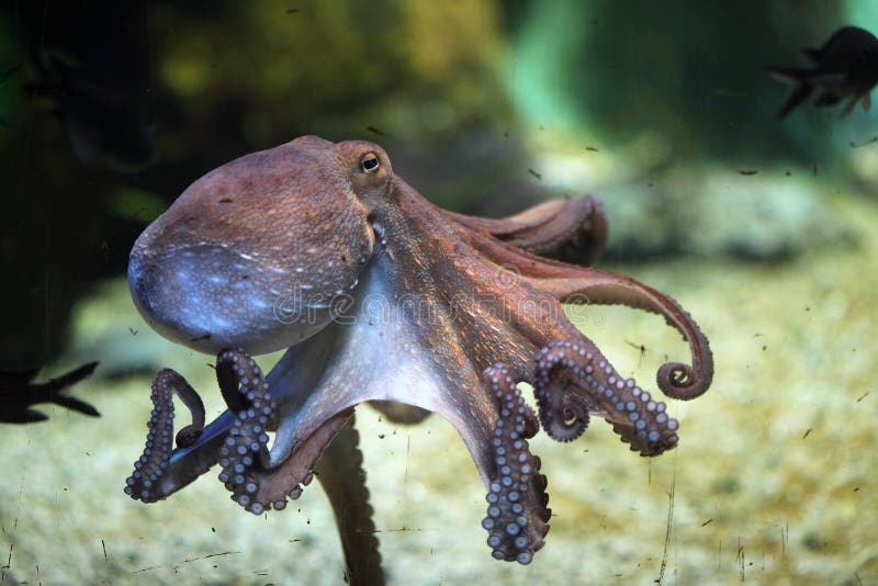 Common Octopus (Octopus Vulgaris). Stock Image - Image of canary, fauna ...