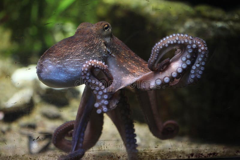 Common Octopus (Octopus Vulgaris). Stock Image - Image of tropic, verde ...