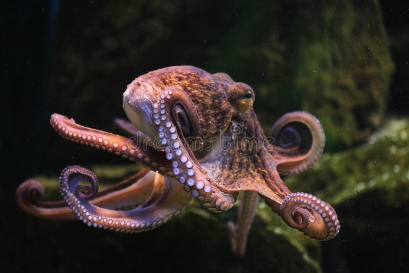 Scary Giant Octopus stock photo. Image of beautiful, bright - 17558946
