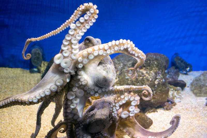 Octopus in aquarium stock photo. Image of sealife, cephalopoda - 66454522