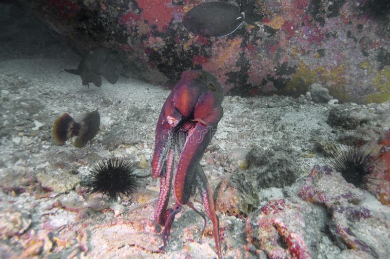 Common Octopus Underwater in Tropical Sea Stock Image - Image of blue ...