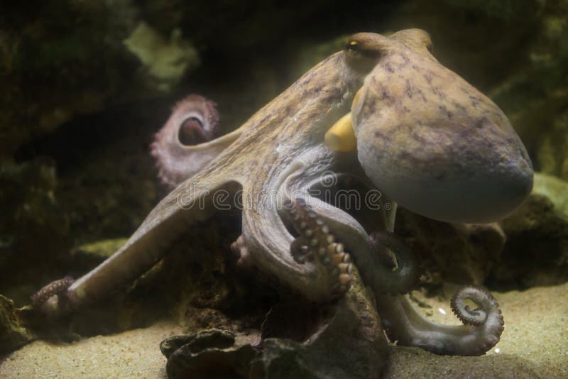 Common Octopus Octopus Vulgaris Stock Image - Image of cape ...