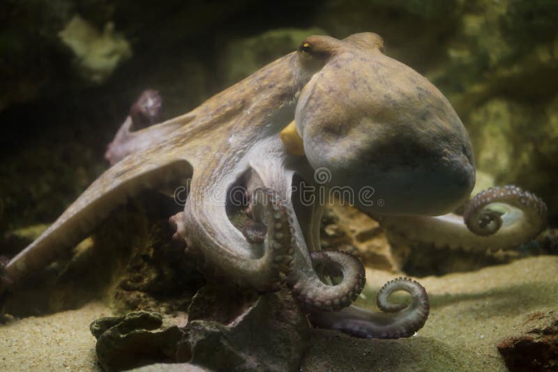 Common Octopus Octopus Vulgaris Stock Photo - Image of octopuses ...