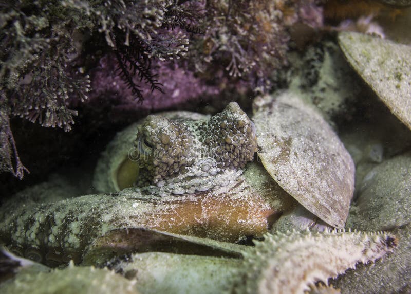Common Octopus (Octopus Vulgaris) Camoflaging Itself in Front of Its ...