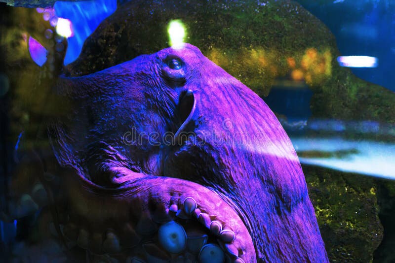 Common Octopus Vulgaris or Devilfish Stock Photo - Image of common ...