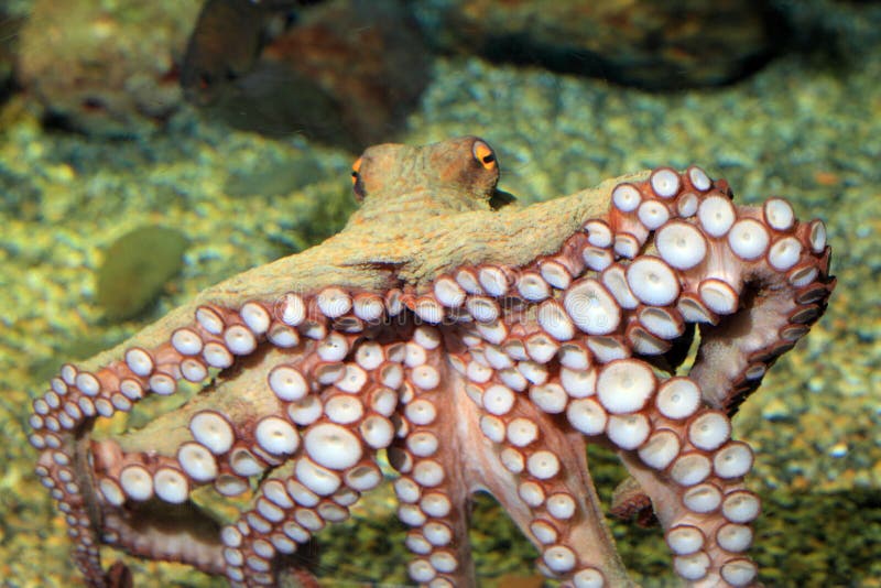 Common octopus stock photo. Image of scuba, night, life - 39489084