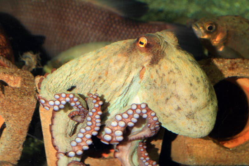 554 Florida Octopus Stock Photos - Free & Royalty-Free Stock Photos ...