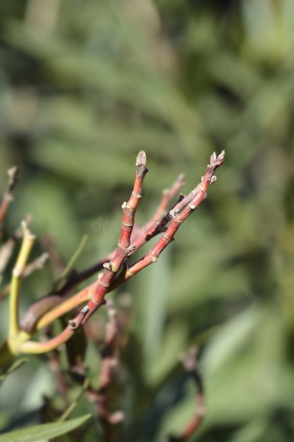 Common oleander stock image. Image of branch, winter - 267665697