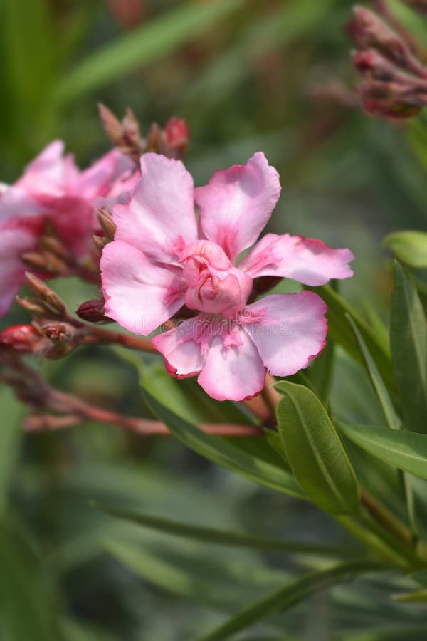 Common oleander stock photo. Image of green, plant, rose - 306560562