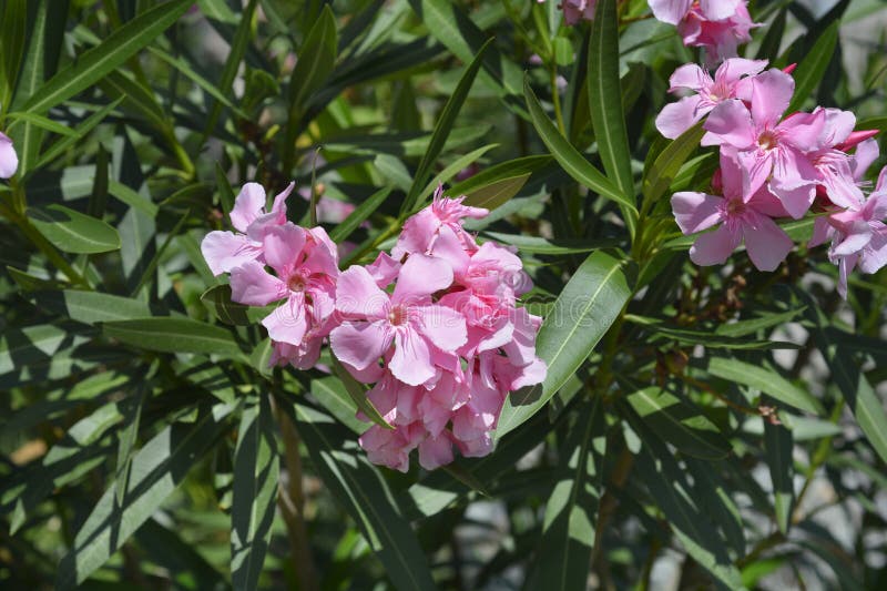 Common oleander stock photo. Image of shrub, leaf, green - 297817050