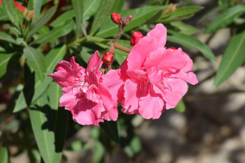 Common oleander stock image. Image of pink, shrub, botany - 140980409