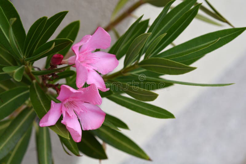 Common oleander stock photo. Image of tree, summer, botany - 126716752
