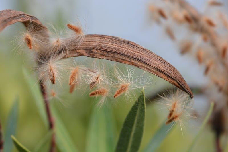 Common oleander stock image. Image of garden, rose, seed - 160375191