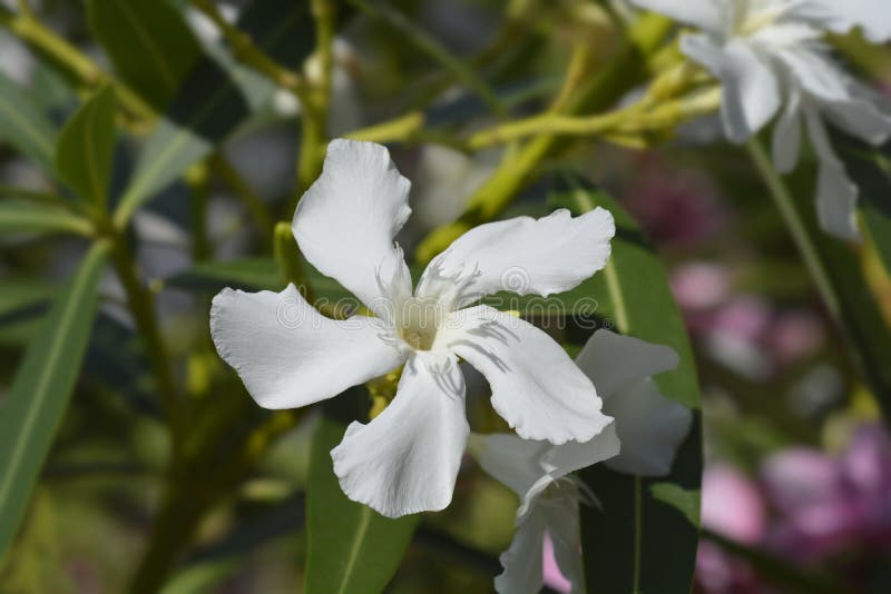 Common oleander stock image. Image of oleander, garden - 191490493