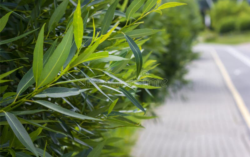 Common Oleander Leaves - Latin Name - Nerium Oleander. Along the Road ...