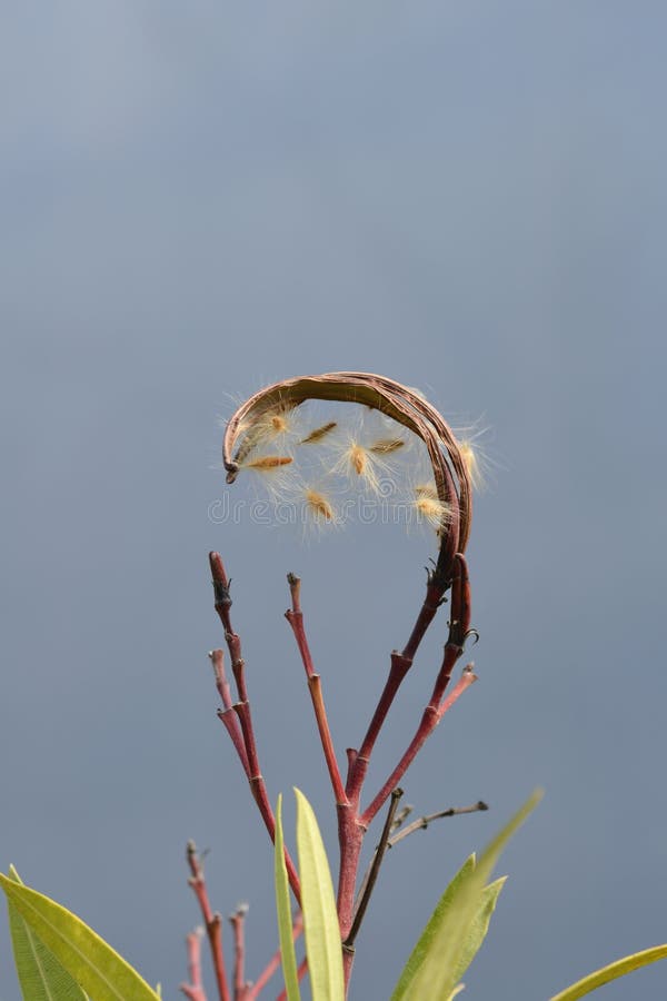 Common oleander stock photo. Image of shrub, open, botany - 248532900