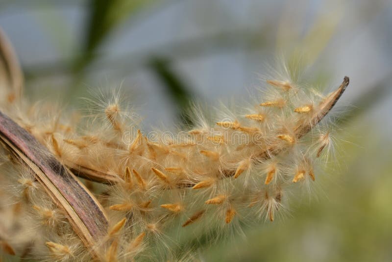 Common oleander stock image. Image of nerium, plant - 255126635