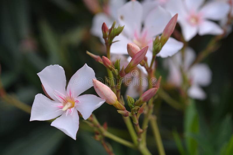 Common oleander stock image. Image of oleander, close - 139010925