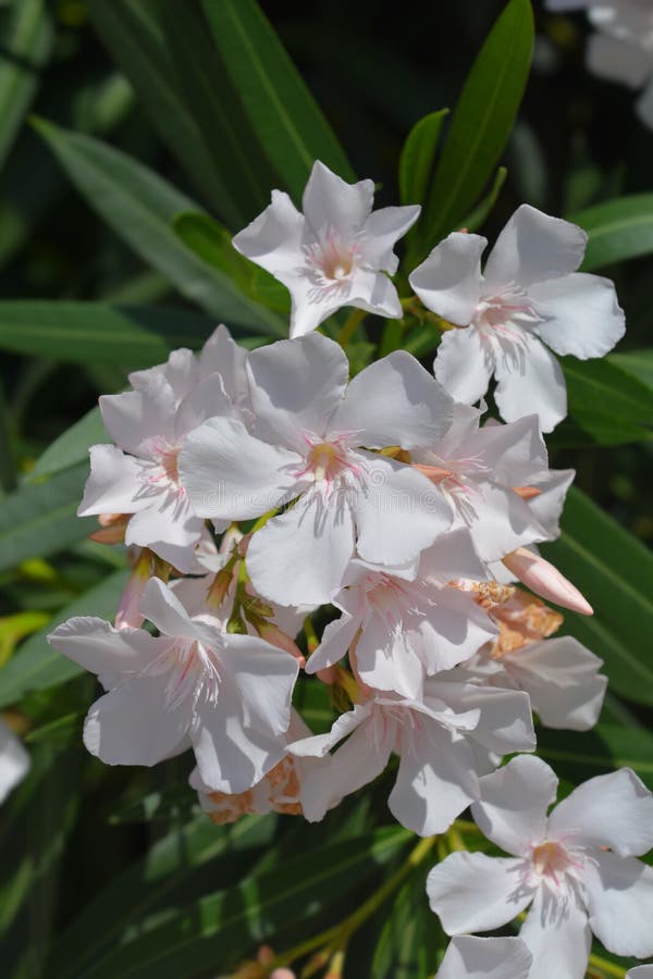 Common oleander stock image. Image of outdoors, plant - 177109323