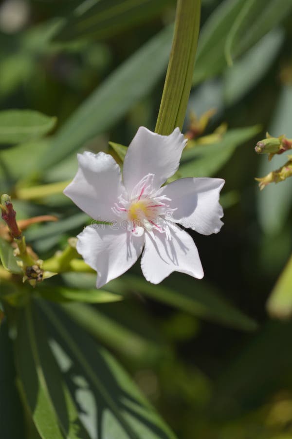 Common oleander stock image. Image of common, green - 321898119