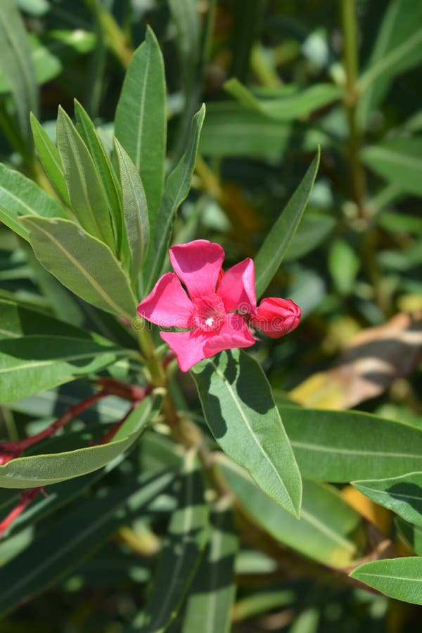 Common oleander stock photo. Image of common, nerium - 175791690