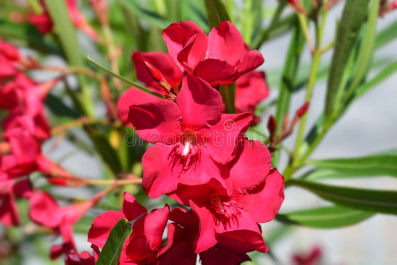 Common oleander stock image. Image of pink, nature, plant - 202496071