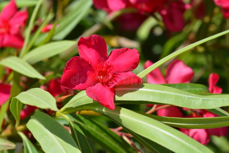 Common oleander stock image. Image of botany, leaf, garden - 202610505