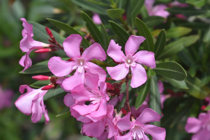 Common oleander stock photo. Image of rose, close, nerium - 203356766