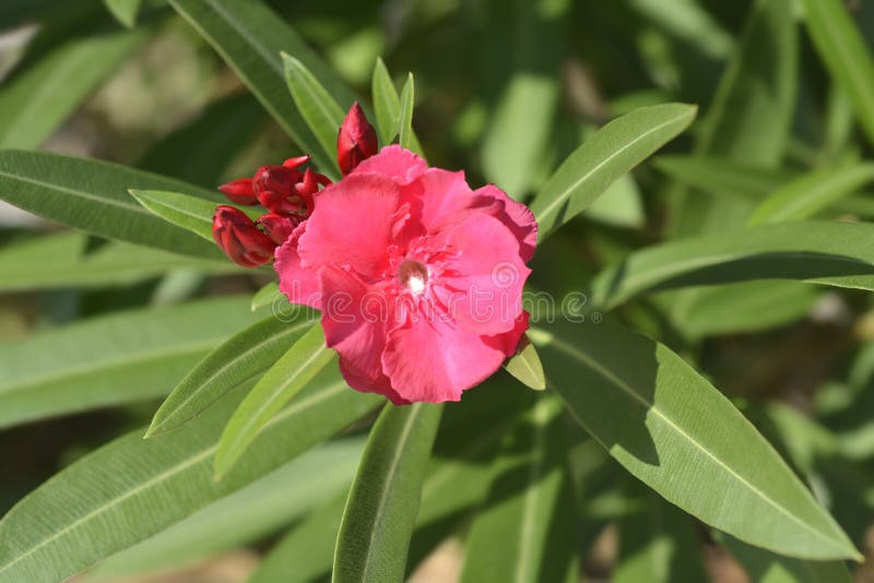 Common oleander stock photo. Image of outdoors, summer - 237900174