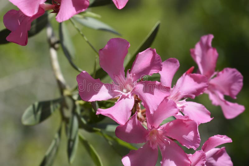 Common oleander stock photo. Image of plant, latin, garden - 287385954