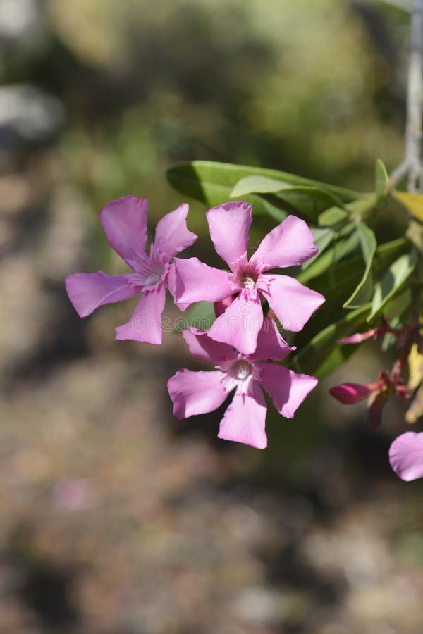 Common oleander stock photo. Image of nerium, oleander - 289639374