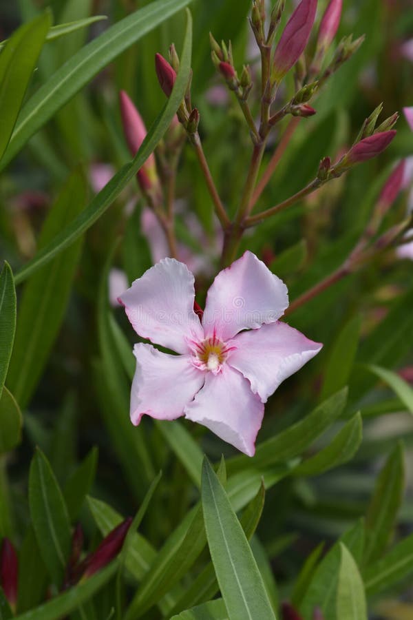 Common oleander stock image. Image of flower, oleander - 308094581