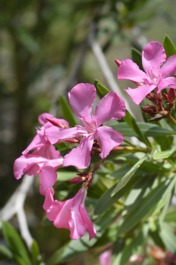 Common oleander stock image. Image of pink, shrub, flowers - 335979701