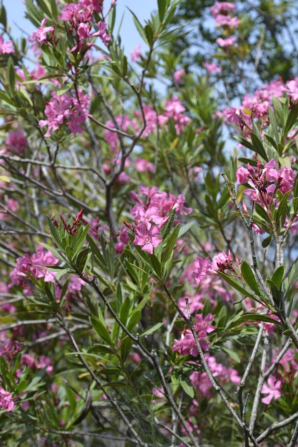 Common oleander stock photo. Image of shrub, leaf, green - 297817050
