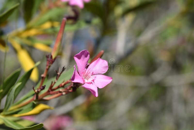 Common oleander stock image. Image of summer, flower - 255346679
