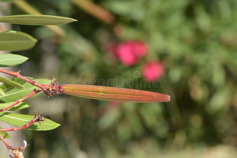 Oleander seed stock photo. Image of blooming, botanic - 103487292