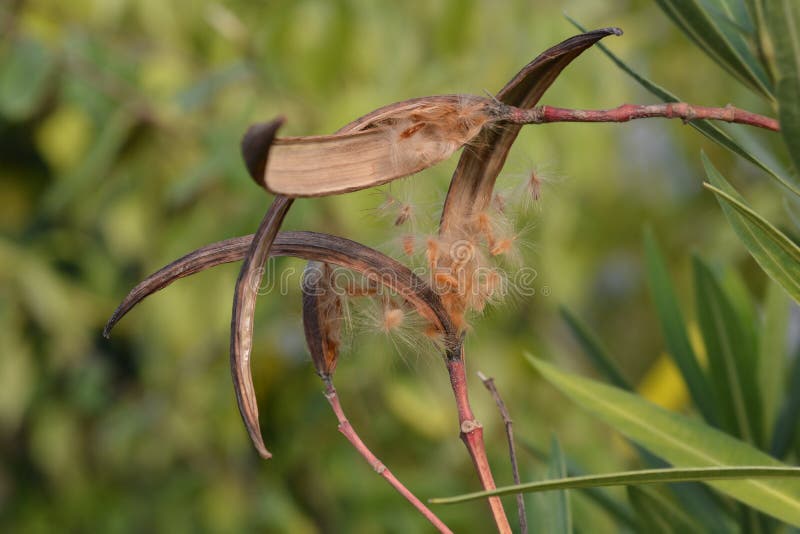 Common oleander stock image. Image of botany, plant - 160029959